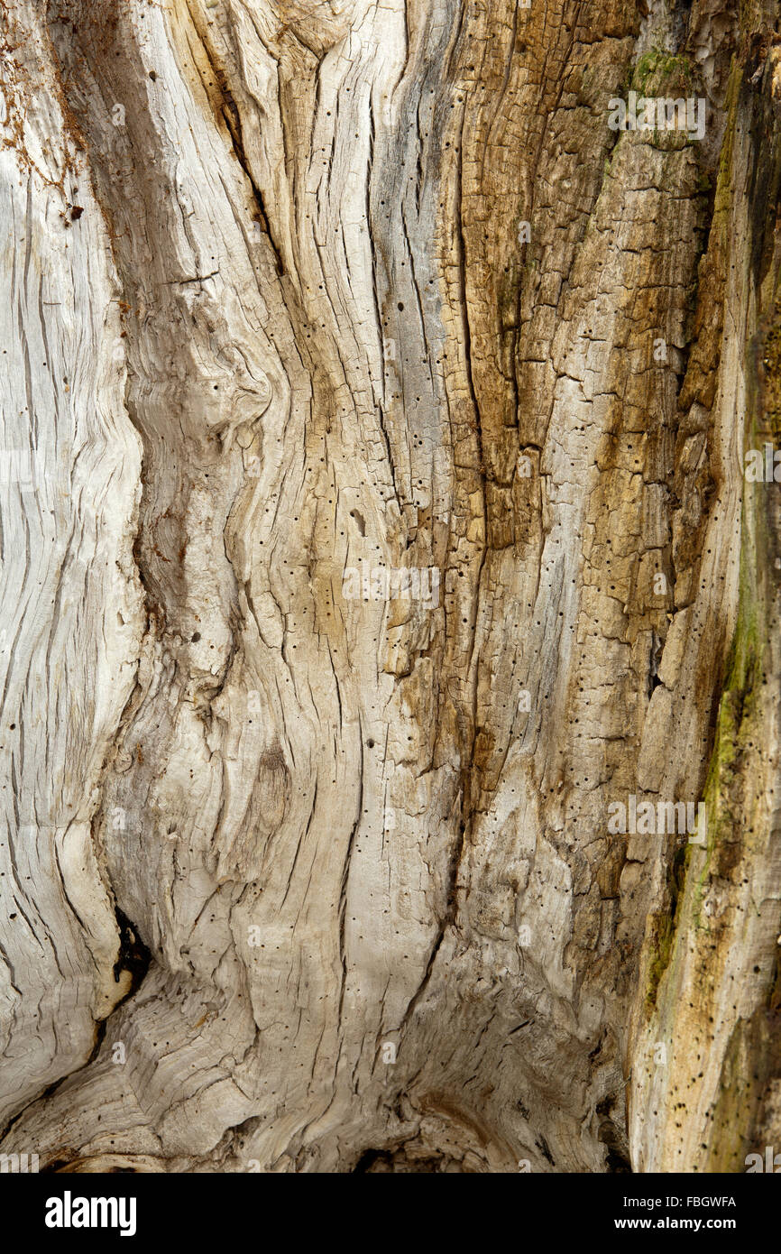 Sycamore Texture High Resolution Stock Photography and Images - Alamy
