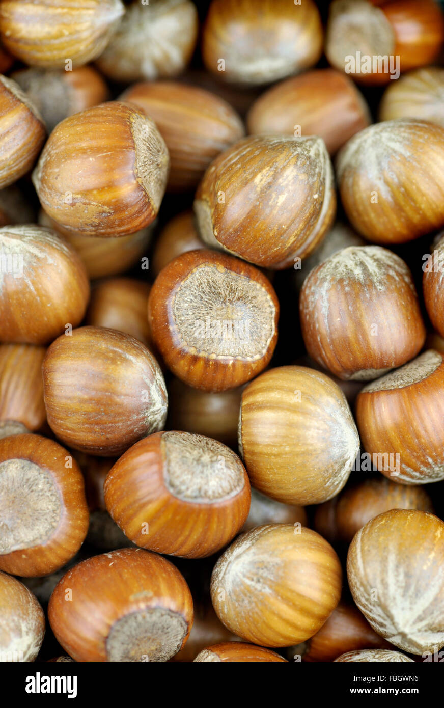 Whole Hazel nuts, also known as Cob nuts or Filberts Stock Photo - Alamy