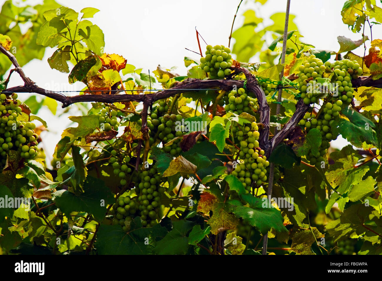 Grapes hanging from the vine in a vineyard Stock Photo - Alamy