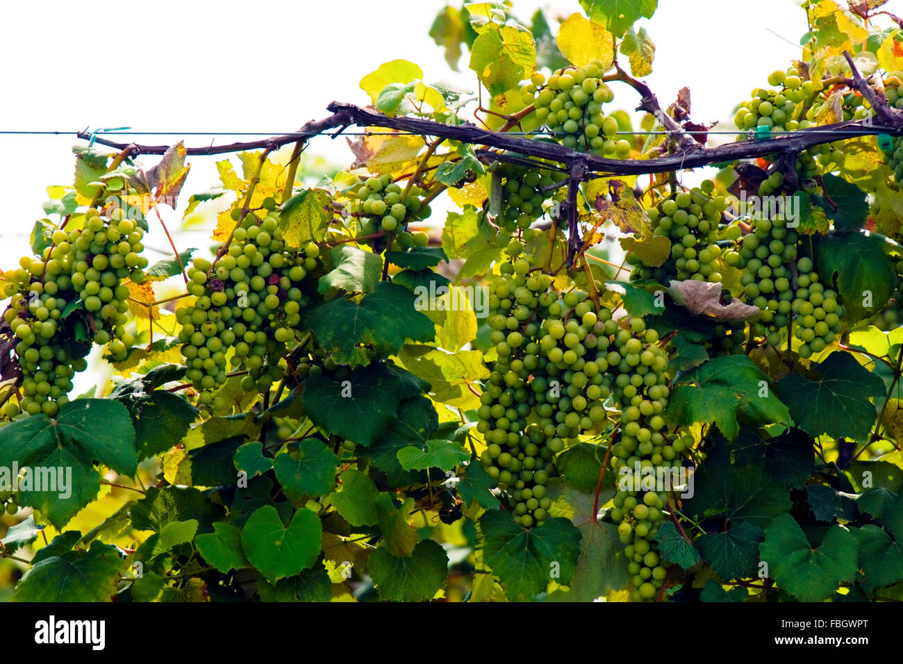 Grapes hanging from the vine in a vineyard Stock Photo - Alamy