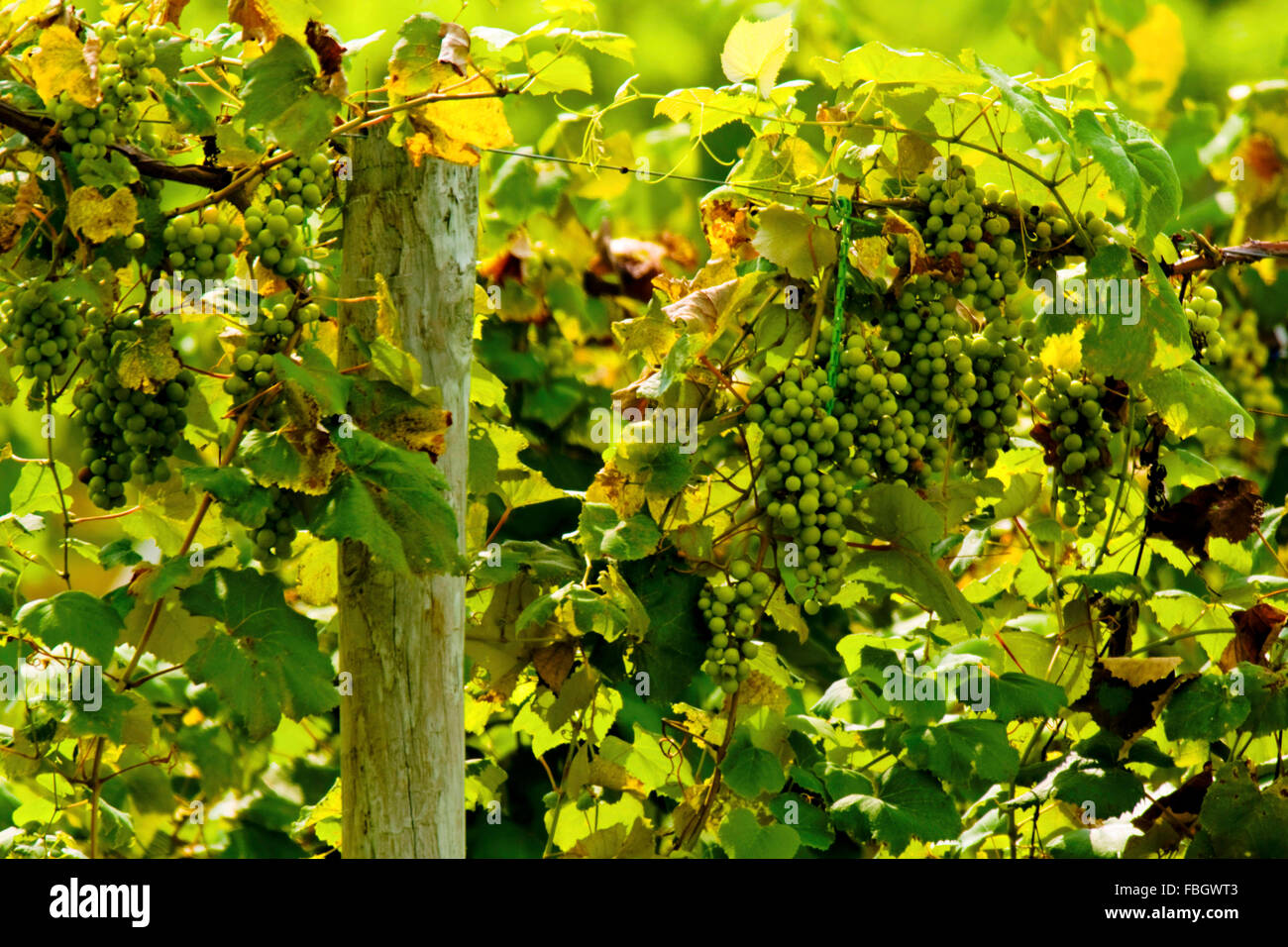 Grapes hanging from the vine in a vineyard Stock Photo - Alamy