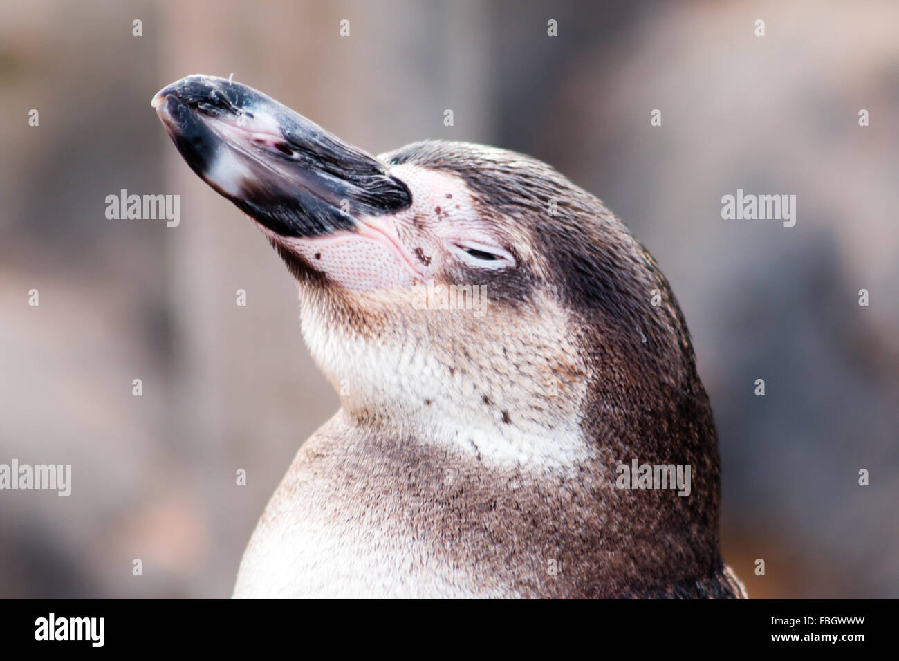 Nature peruvian penguin spheniscus humboldti endangered species ...