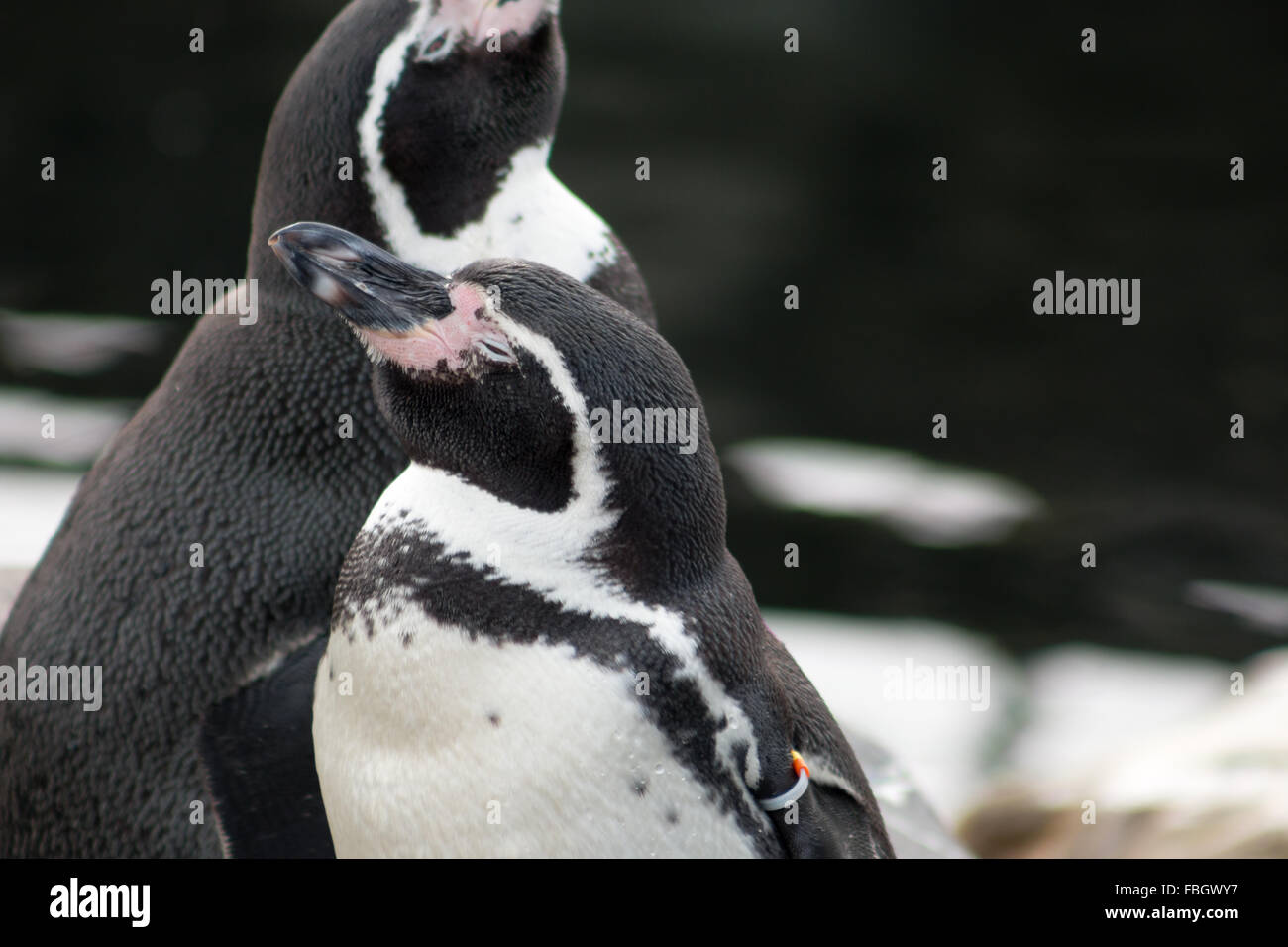 Humboldt penguin (Spheniscus humboldti), also known as Peruvian penguin ...