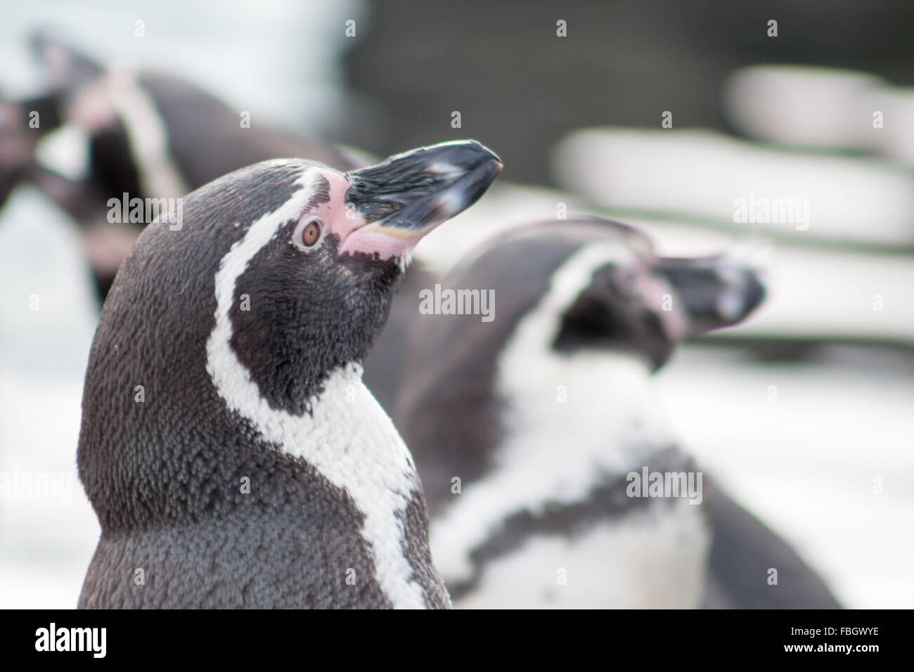 Nature peruvian penguin spheniscus humboldti endangered species ...