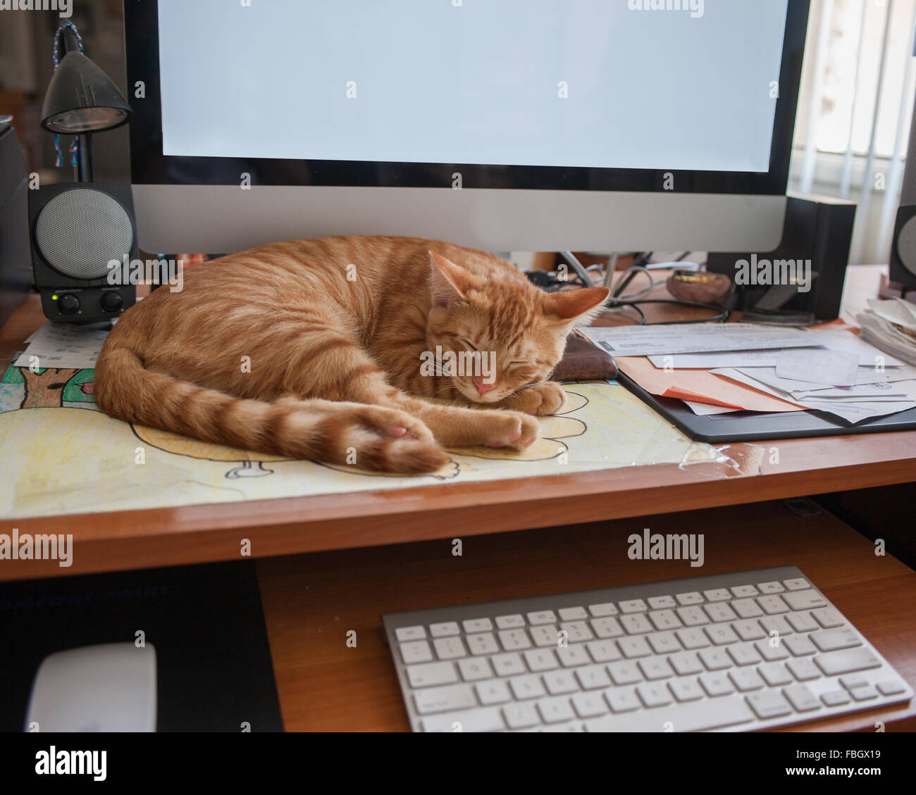 Tired Kitten Computer