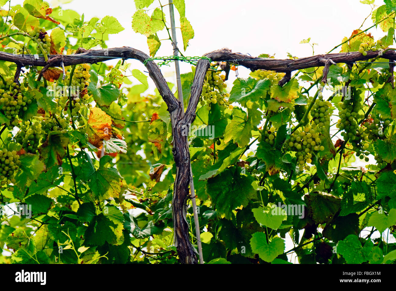 Grapes hanging from the vine in a vineyard Stock Photo - Alamy