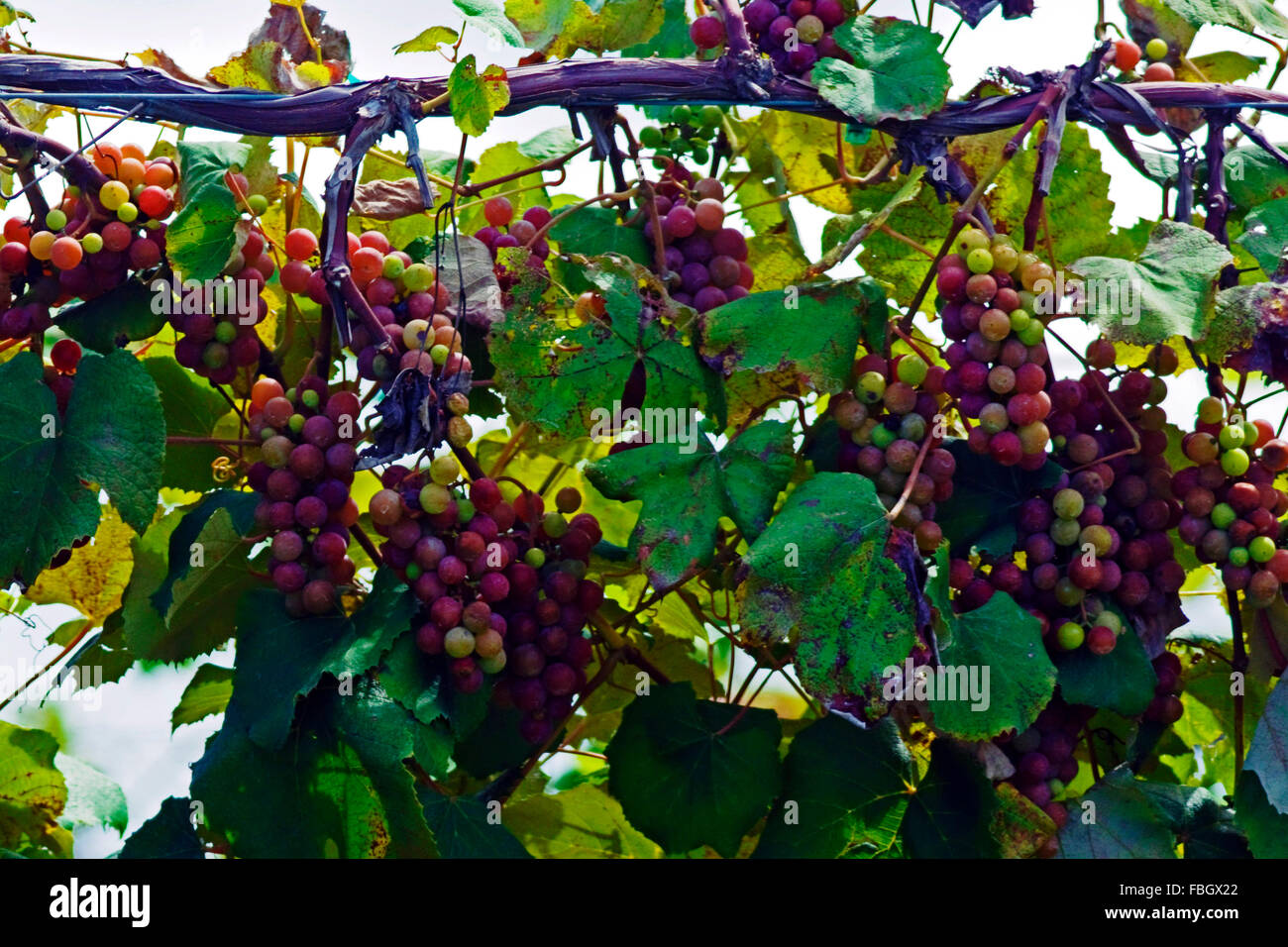 Grapes hanging from the vine in a vineyard Stock Photo - Alamy