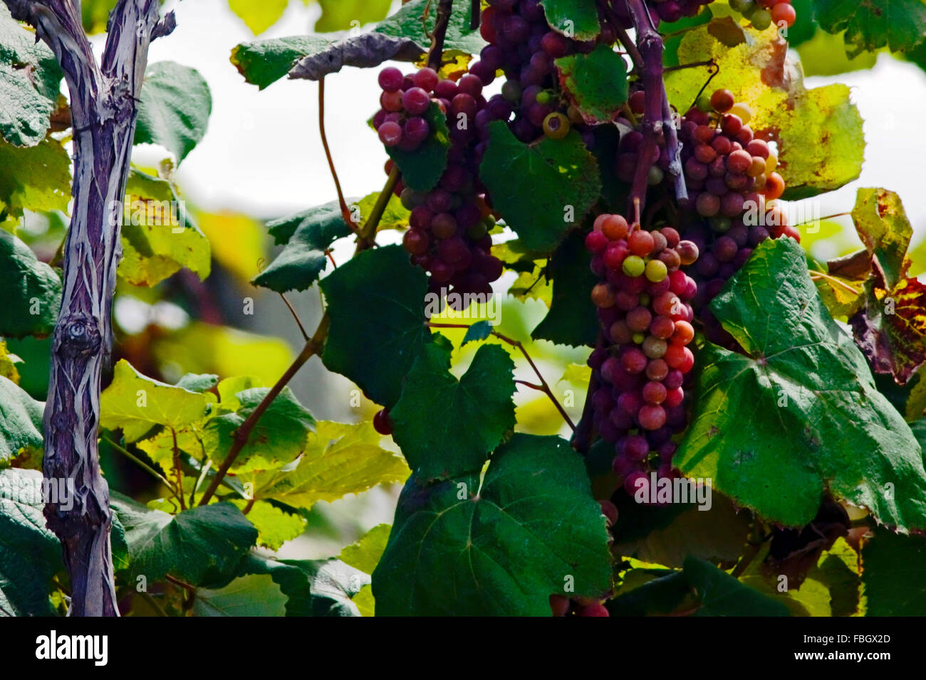 Grapes grapevines hi-res stock photography and images - Alamy