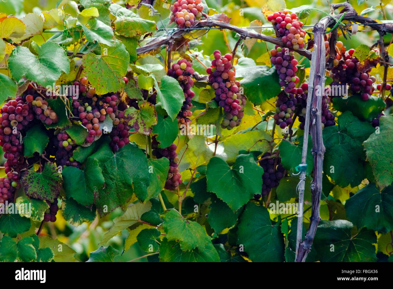 Grapes hanging from the vine in a vineyard Stock Photo - Alamy