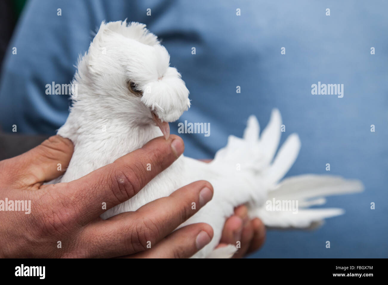a bird in the hand Stock Photo - Alamy