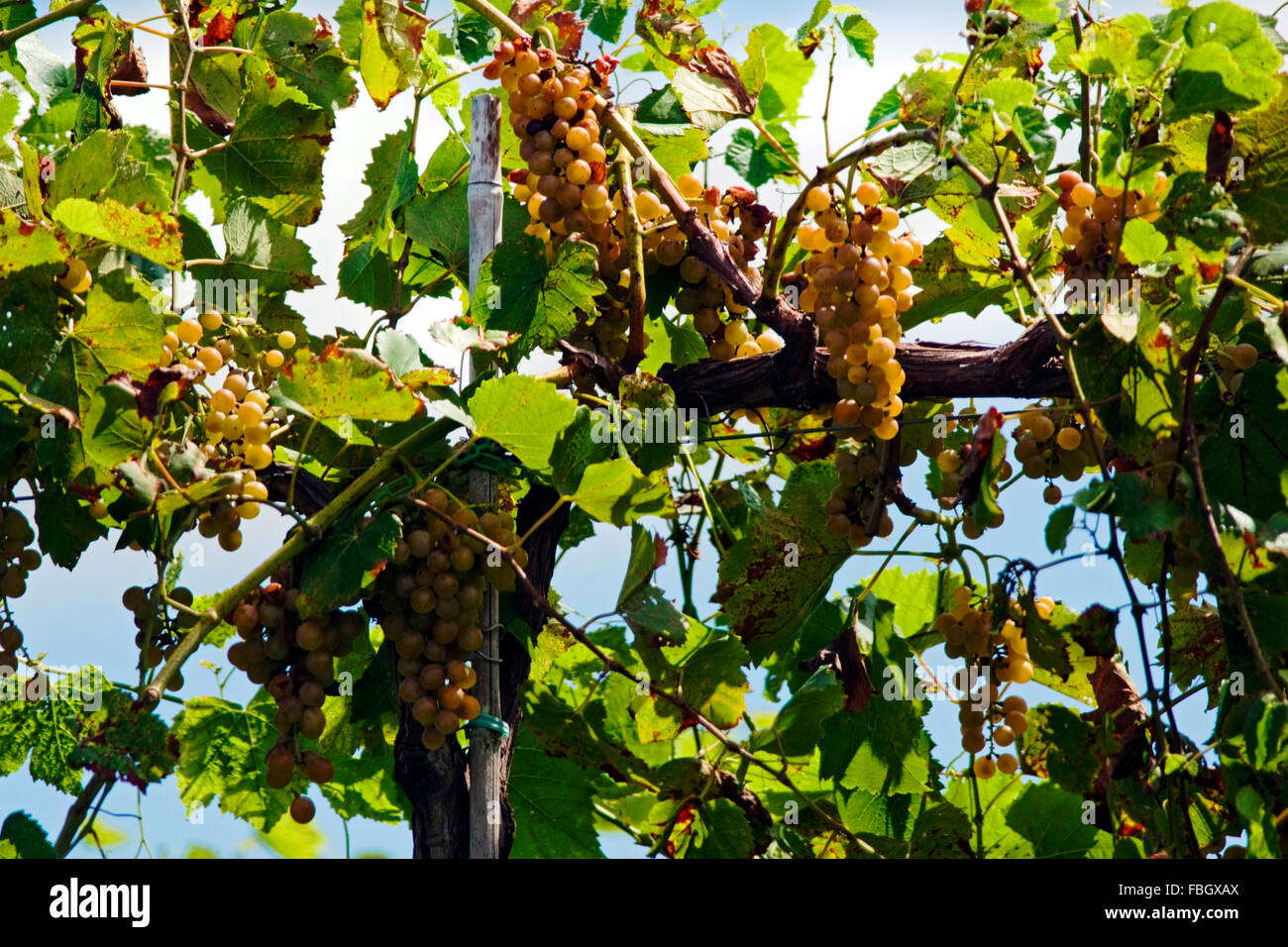 Grapes hanging from the vine in a vineyard Stock Photo - Alamy