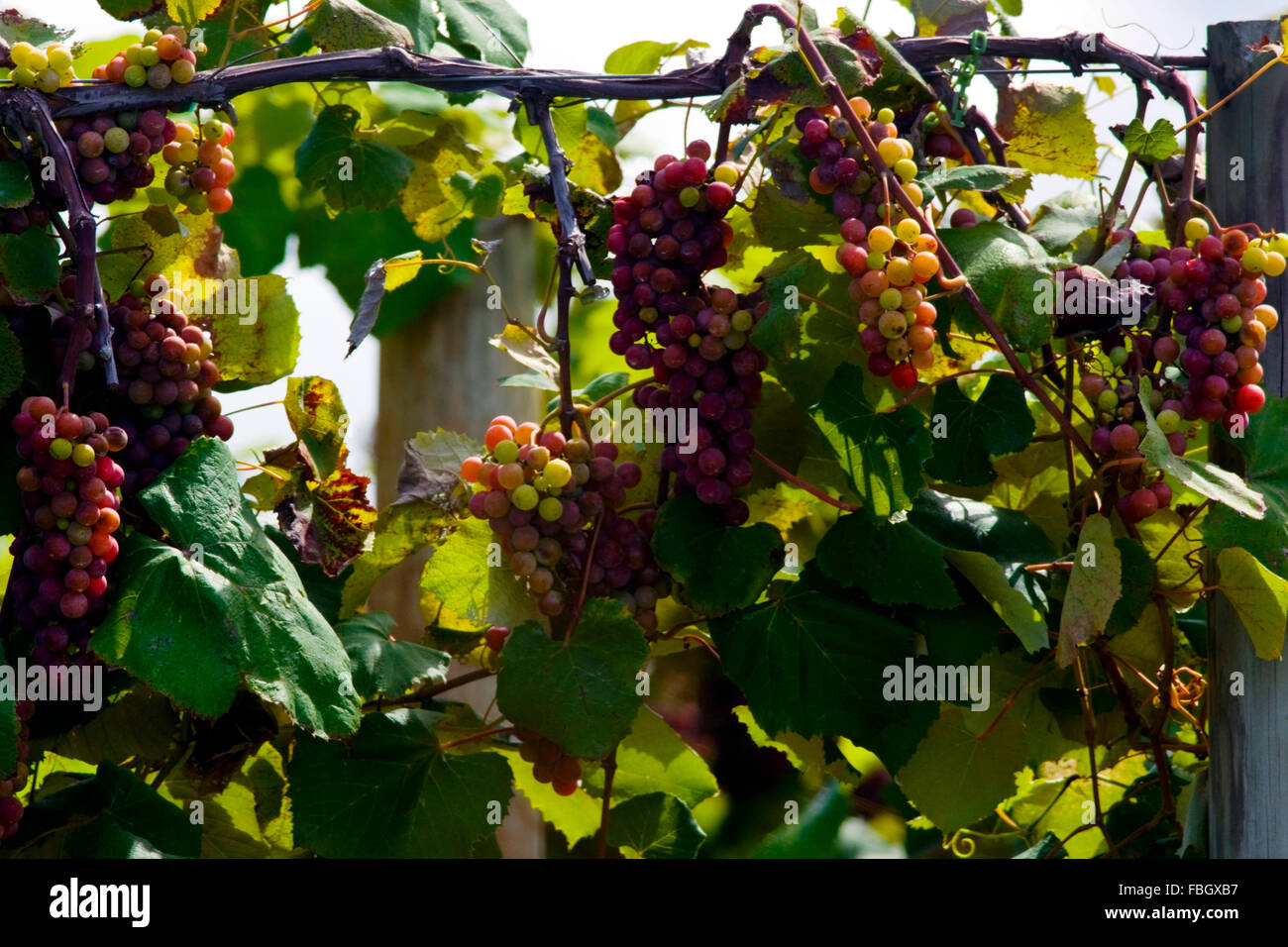 Grapes hanging from the vine in a vineyard Stock Photo - Alamy