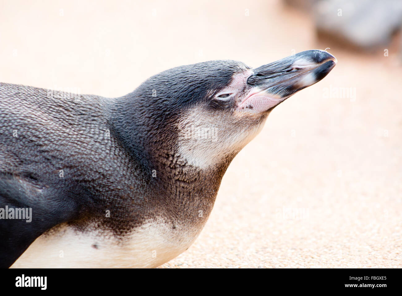 Nature peruvian penguin spheniscus humboldti endangered species ...