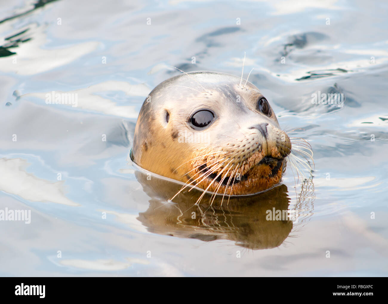 Young Harbor Seal, swimming in the water and watching towards the ...
