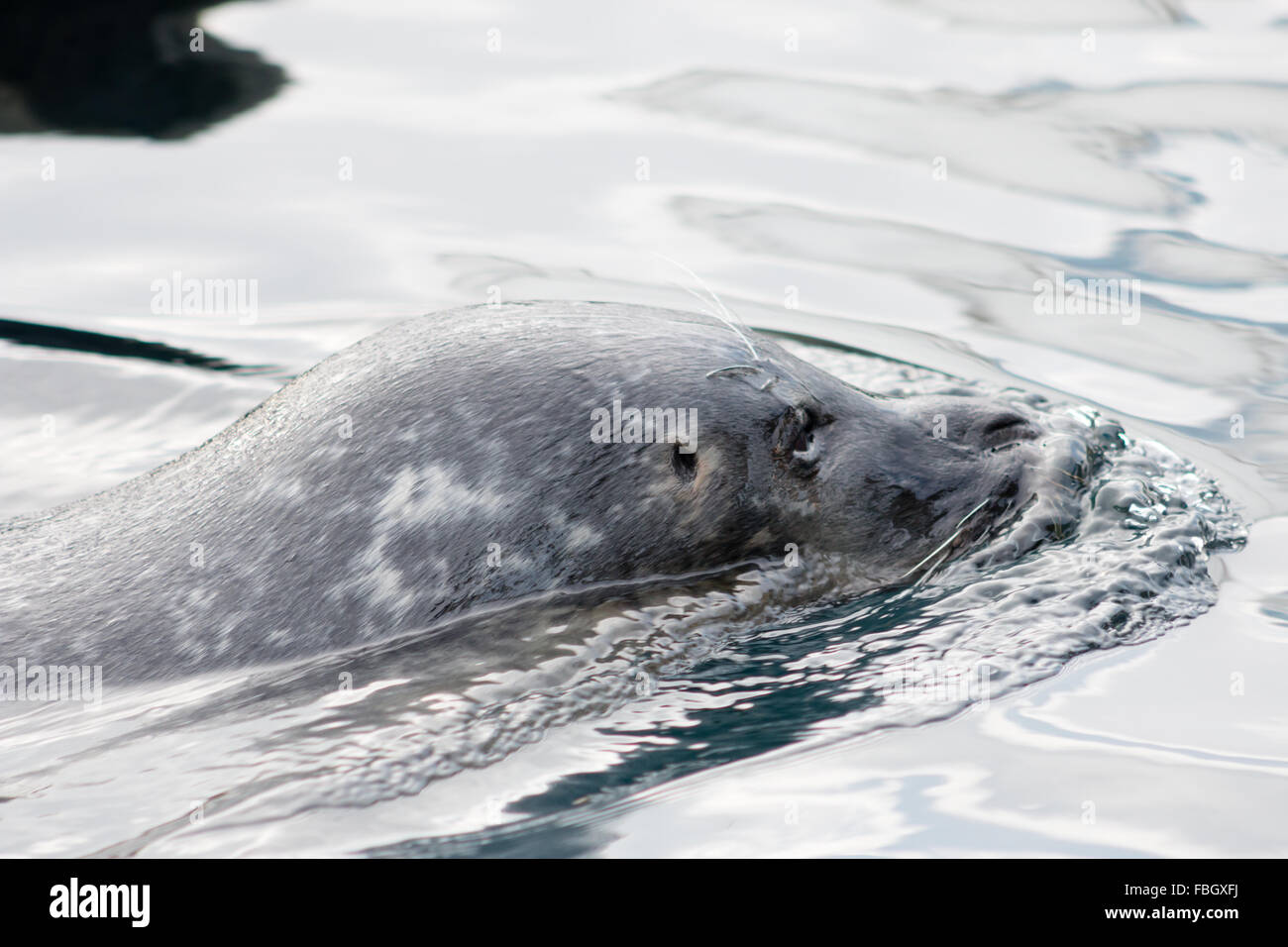 Adult Grey Seal (Halichoerus grypus), swimming in the water Stock Photo ...