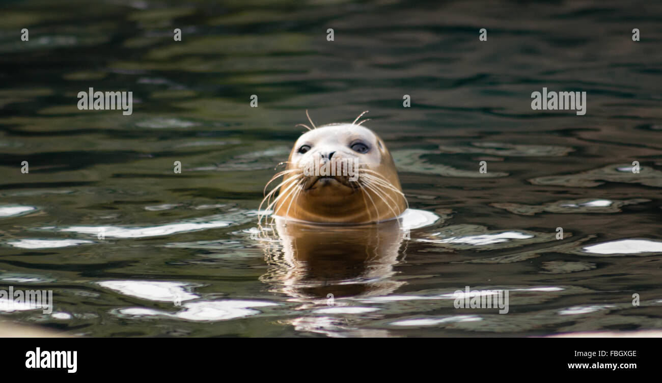 Young Harbor Seal, swimming in the water and watching towards the ...