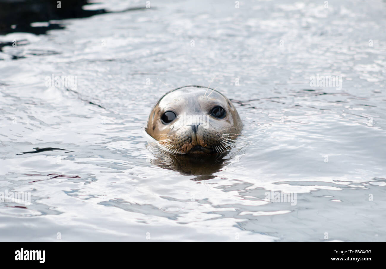 Young Harbor Seal, swimming in the water and watching towards the ...