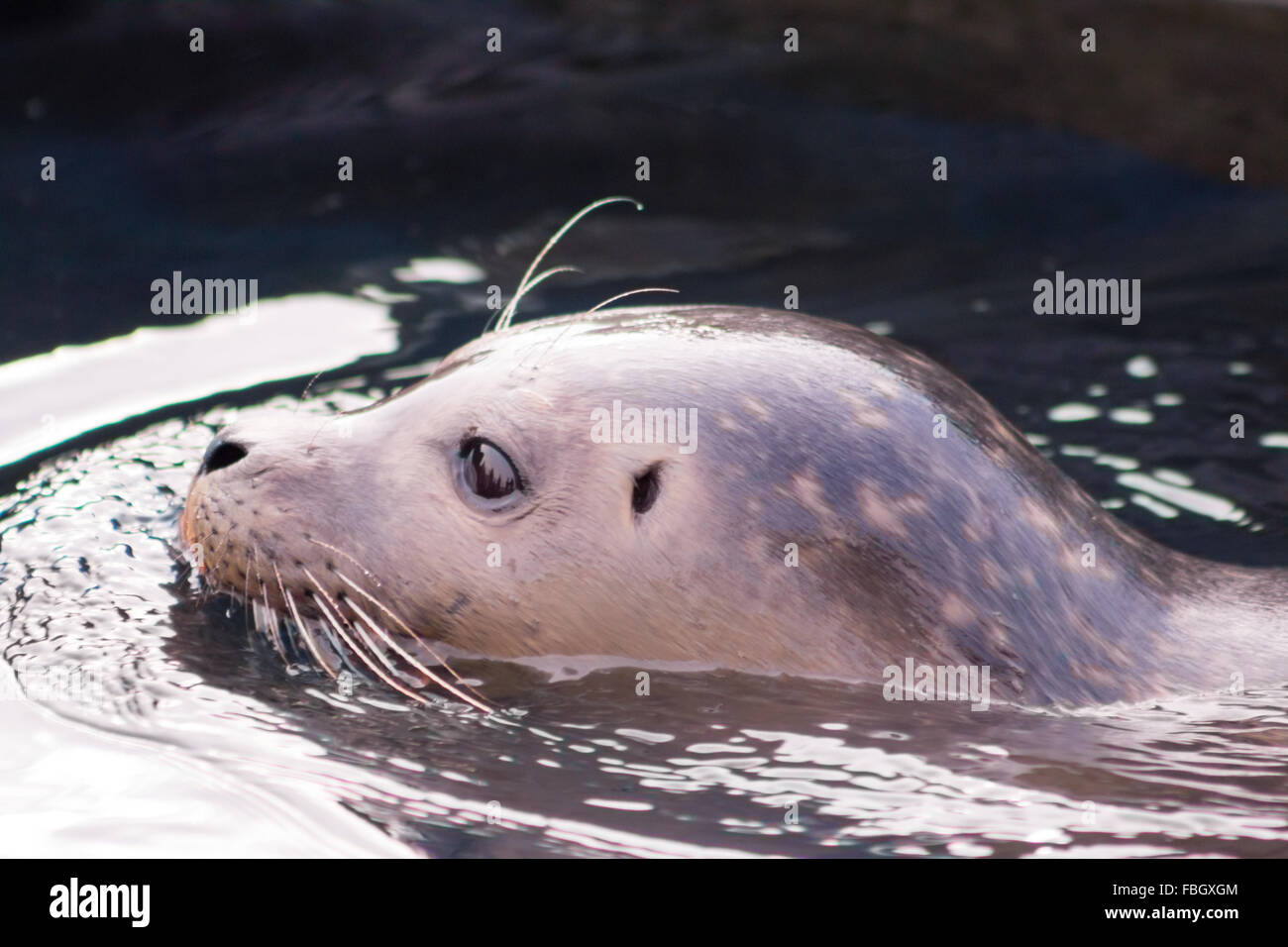 Young Harbor Seal, swimming in the water and watching towards the ...