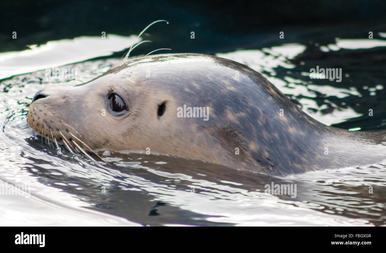 North sea wildlife hi-res stock photography and images - Alamy