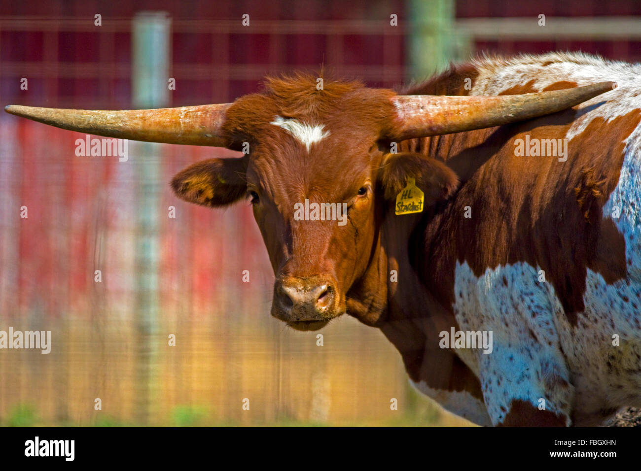 Young longhorn steer or bull in a fenced area near a red barn on a farm ...