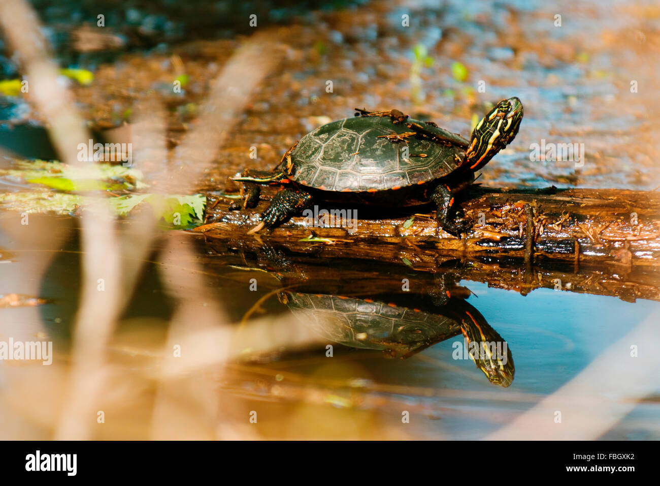 Painted turtle on log hi-res stock photography and images - Alamy