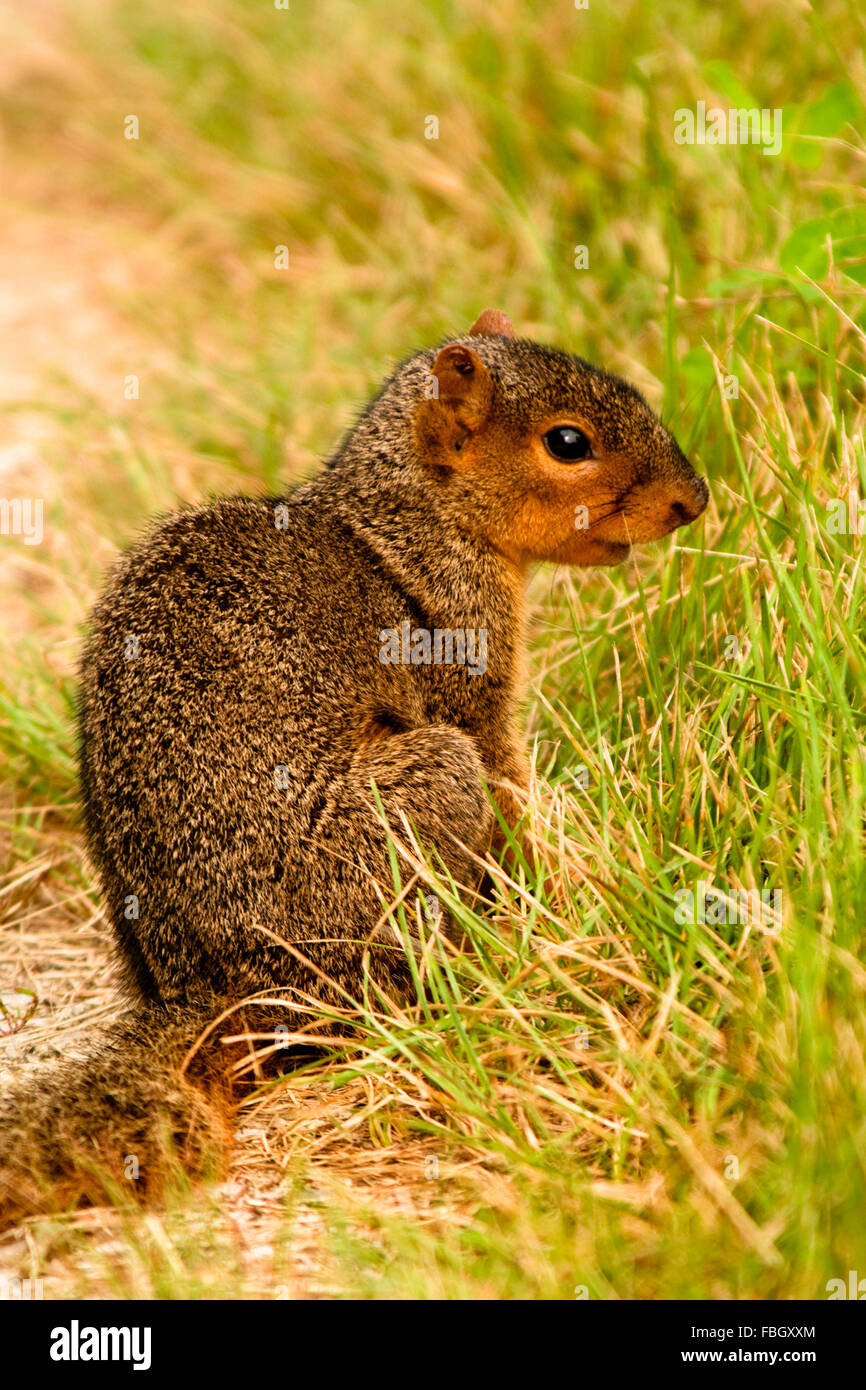 Squirrel in the grass with a tick in its' ear Stock Photo - Alamy