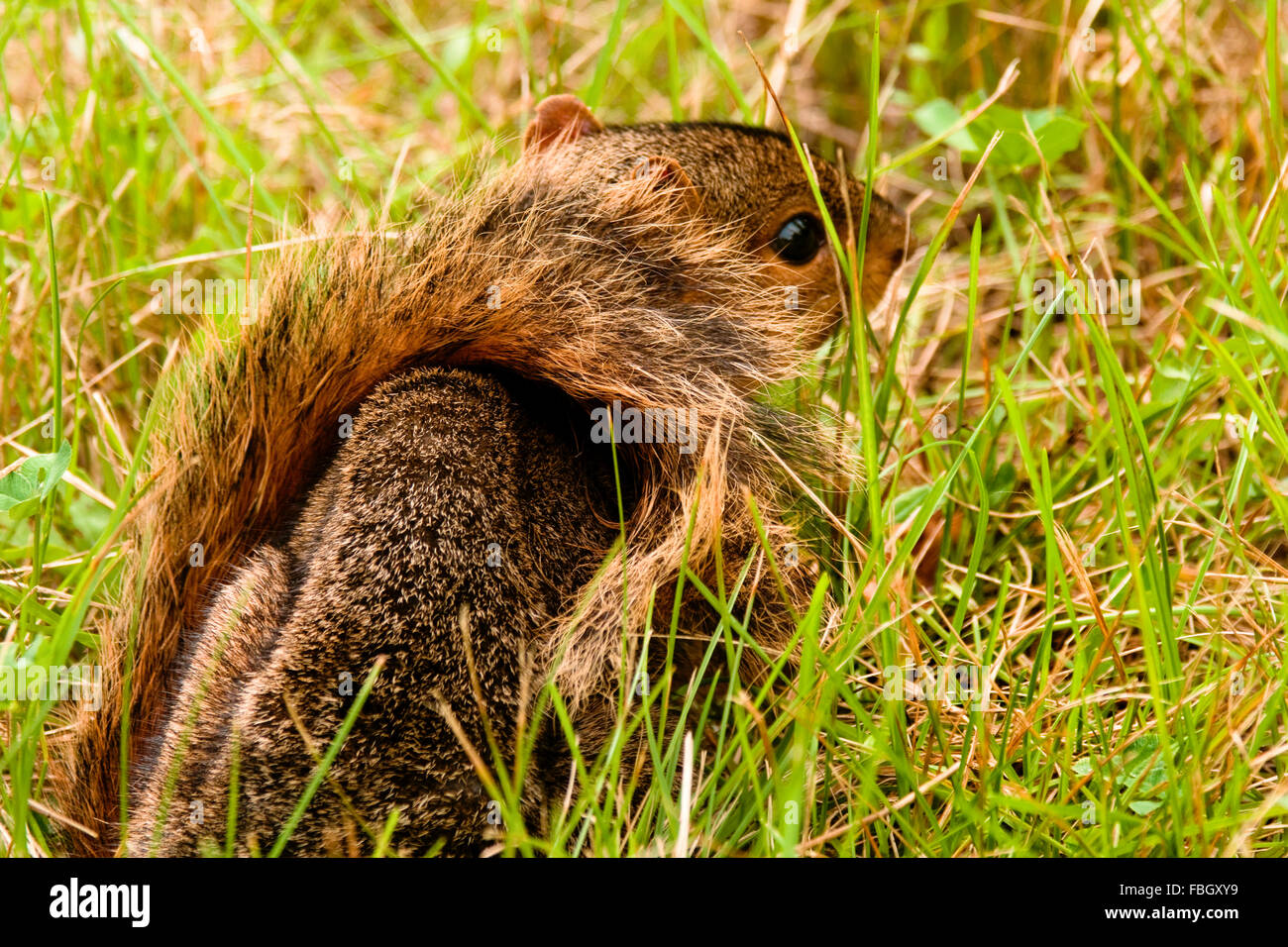 Squirrel in the grass with a tick in its' ear Stock Photo - Alamy