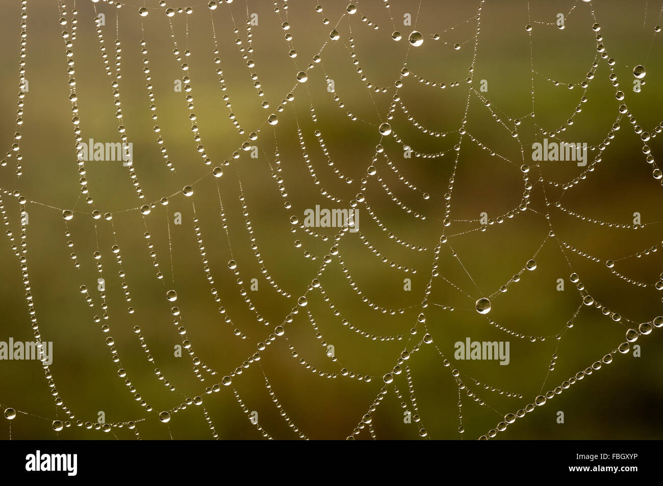 Water droplets in spider web Stock Photo - Alamy