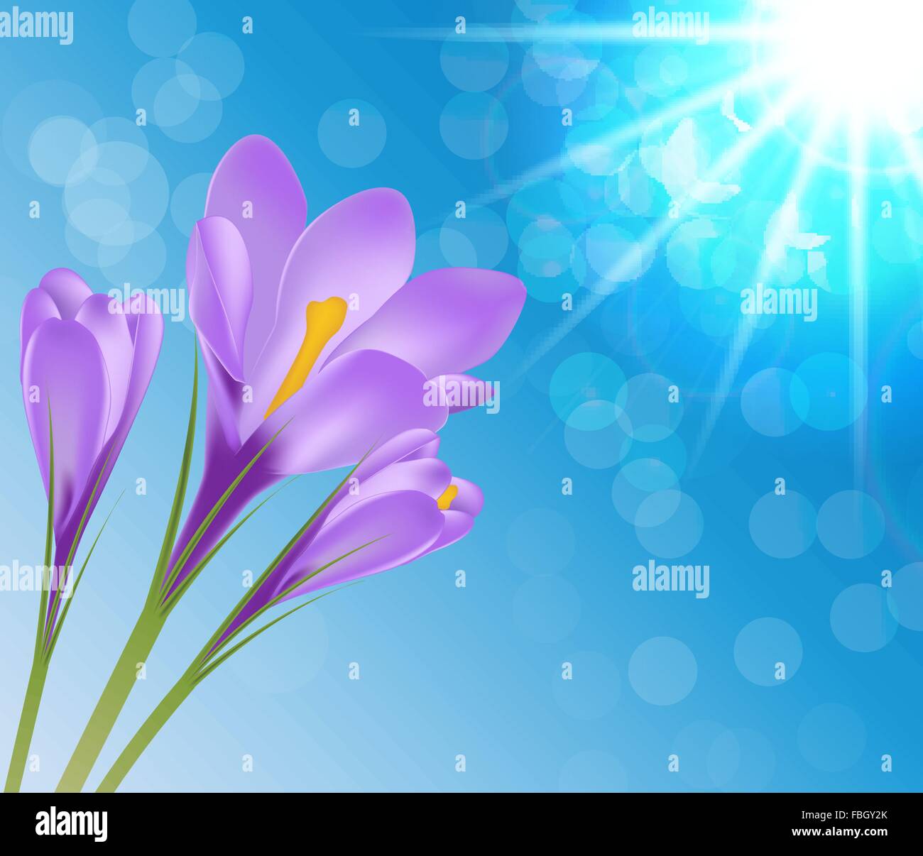 Vector Illustration Crocus Flower Background Stock Vector Image & Art ...