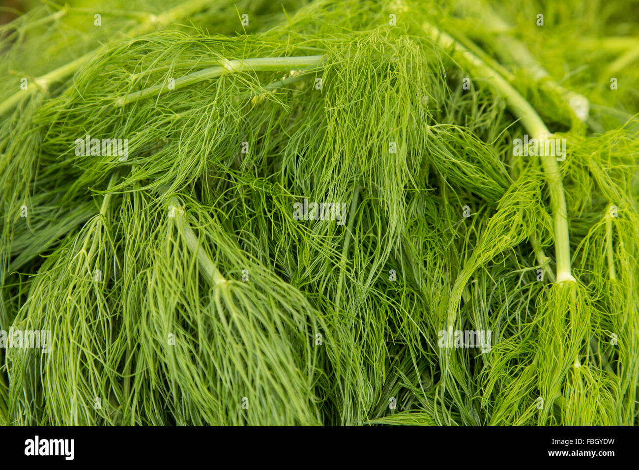 Dill fronds hi-res stock photography and images - Alamy