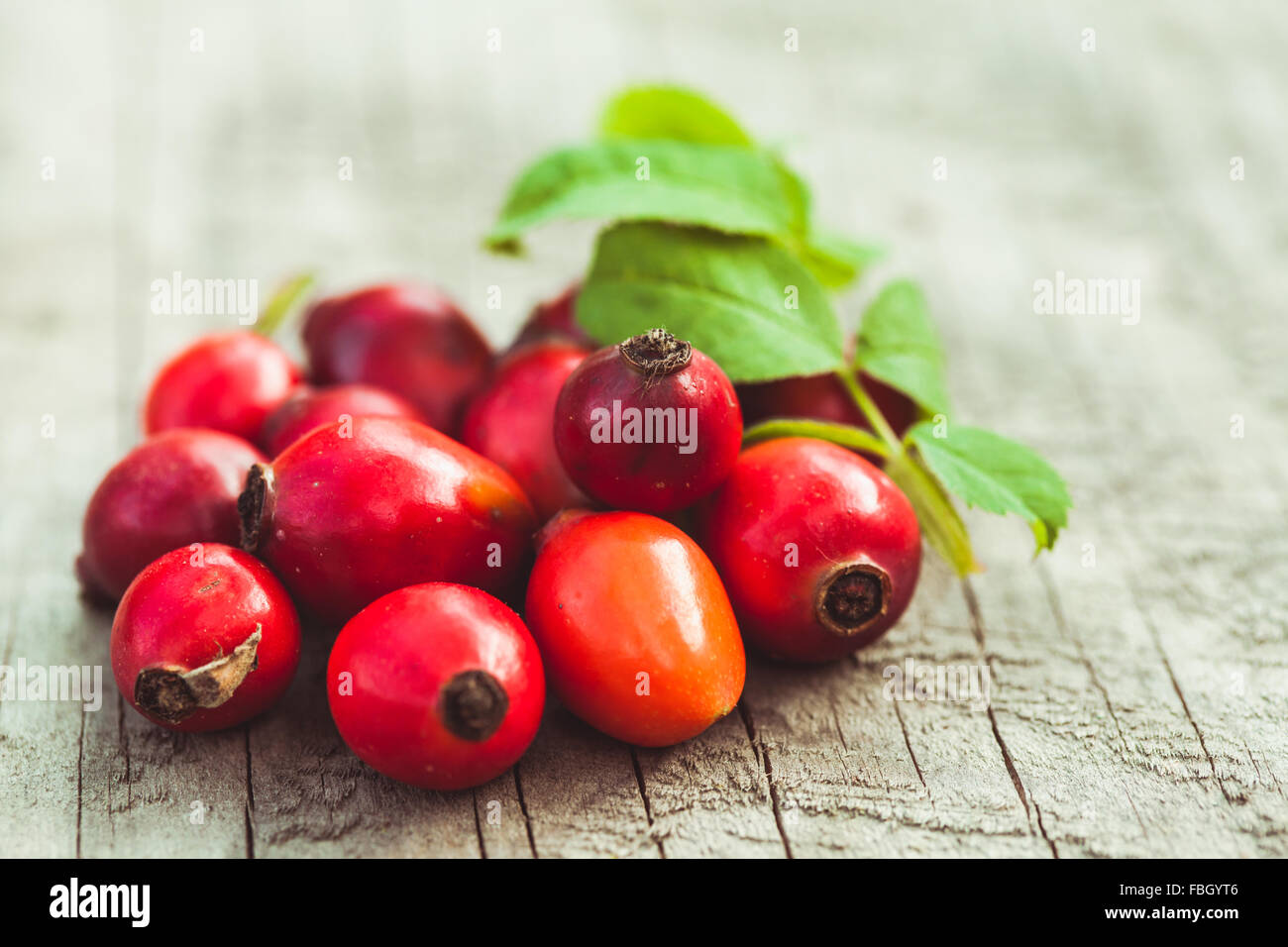 The Dogrose fruits Stock Photo - Alamy