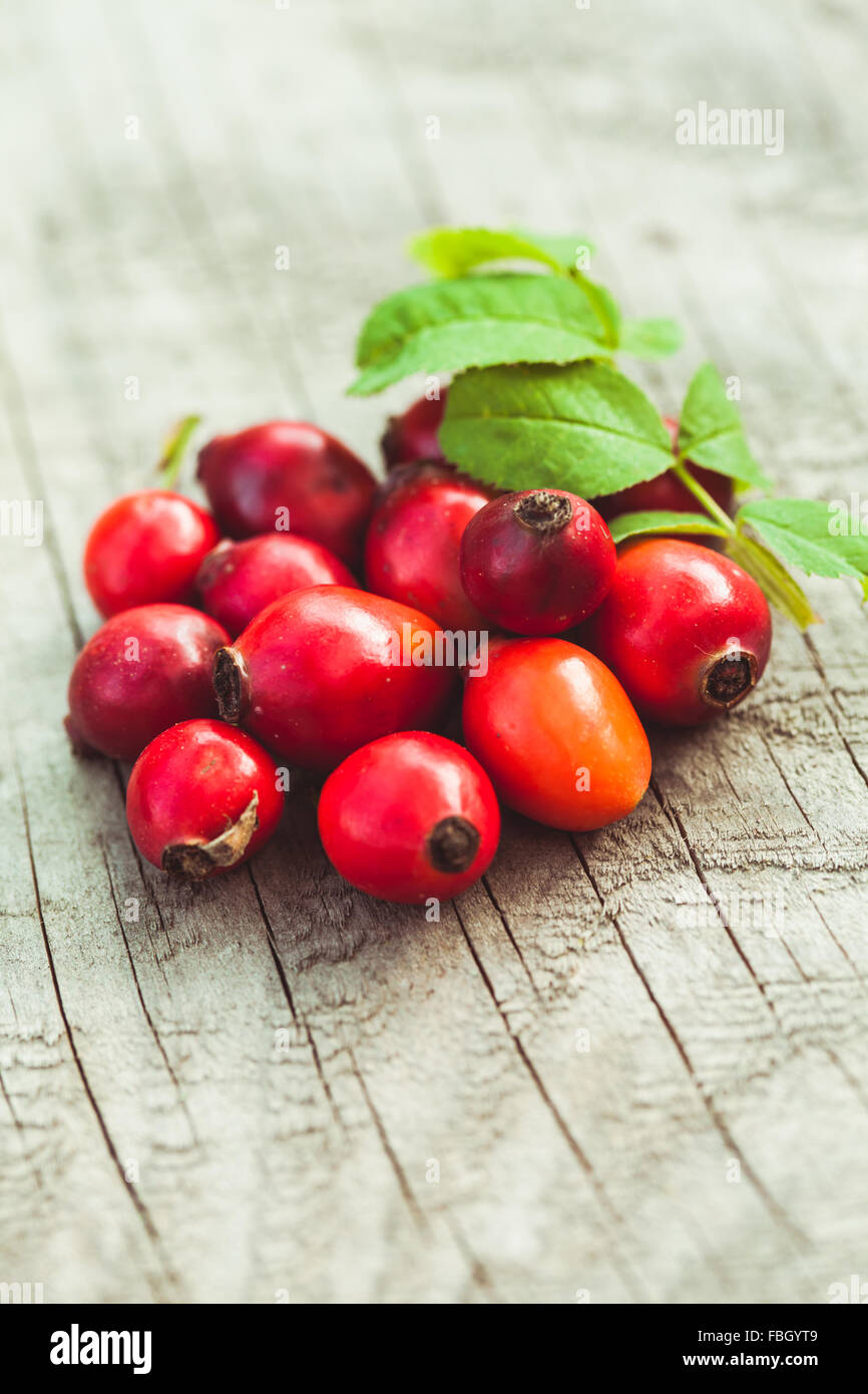 The Dogrose fruits Stock Photo - Alamy