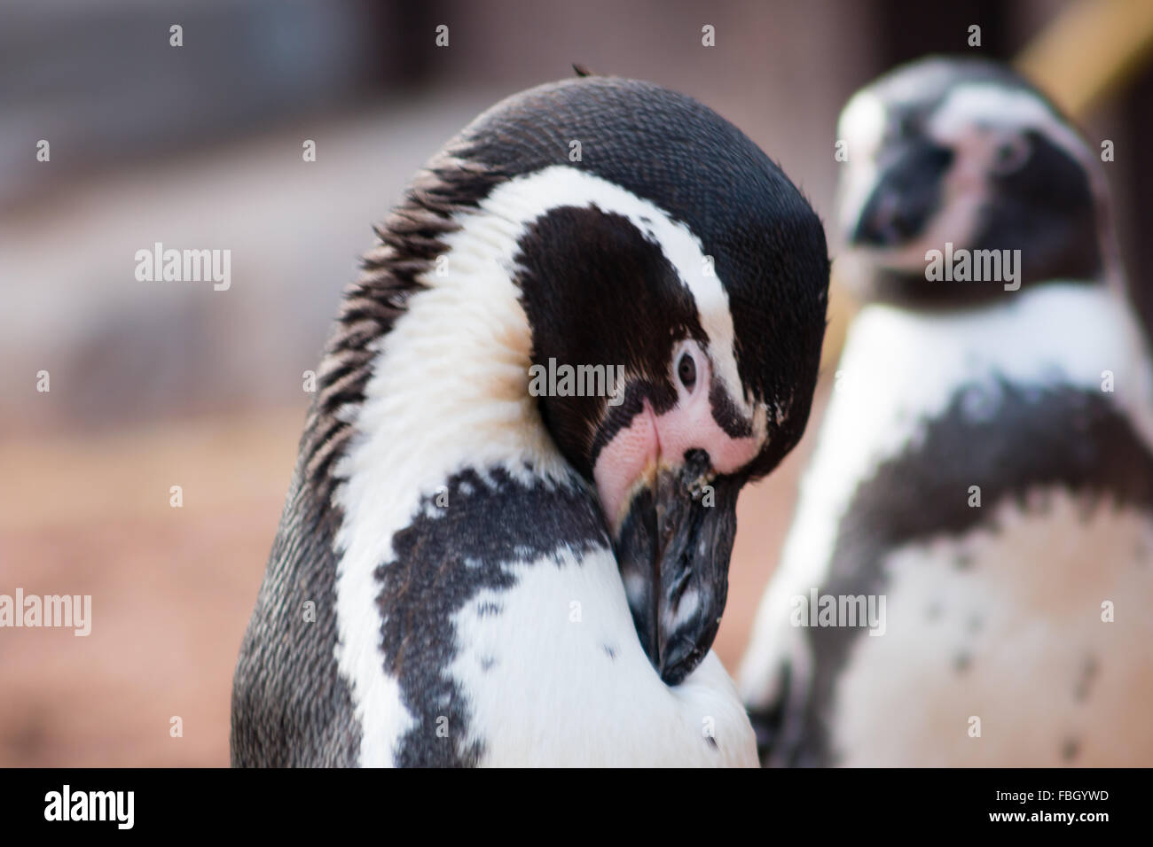 Nature peruvian penguin spheniscus humboldti endangered species ...