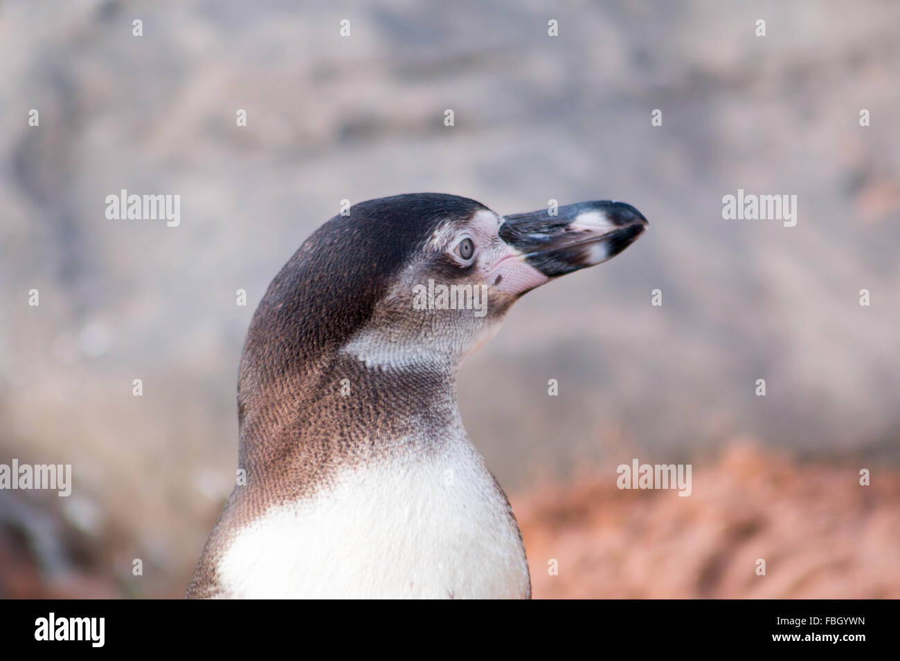 Humboldt penguin (Spheniscus humboldti), also known as Peruvian penguin ...