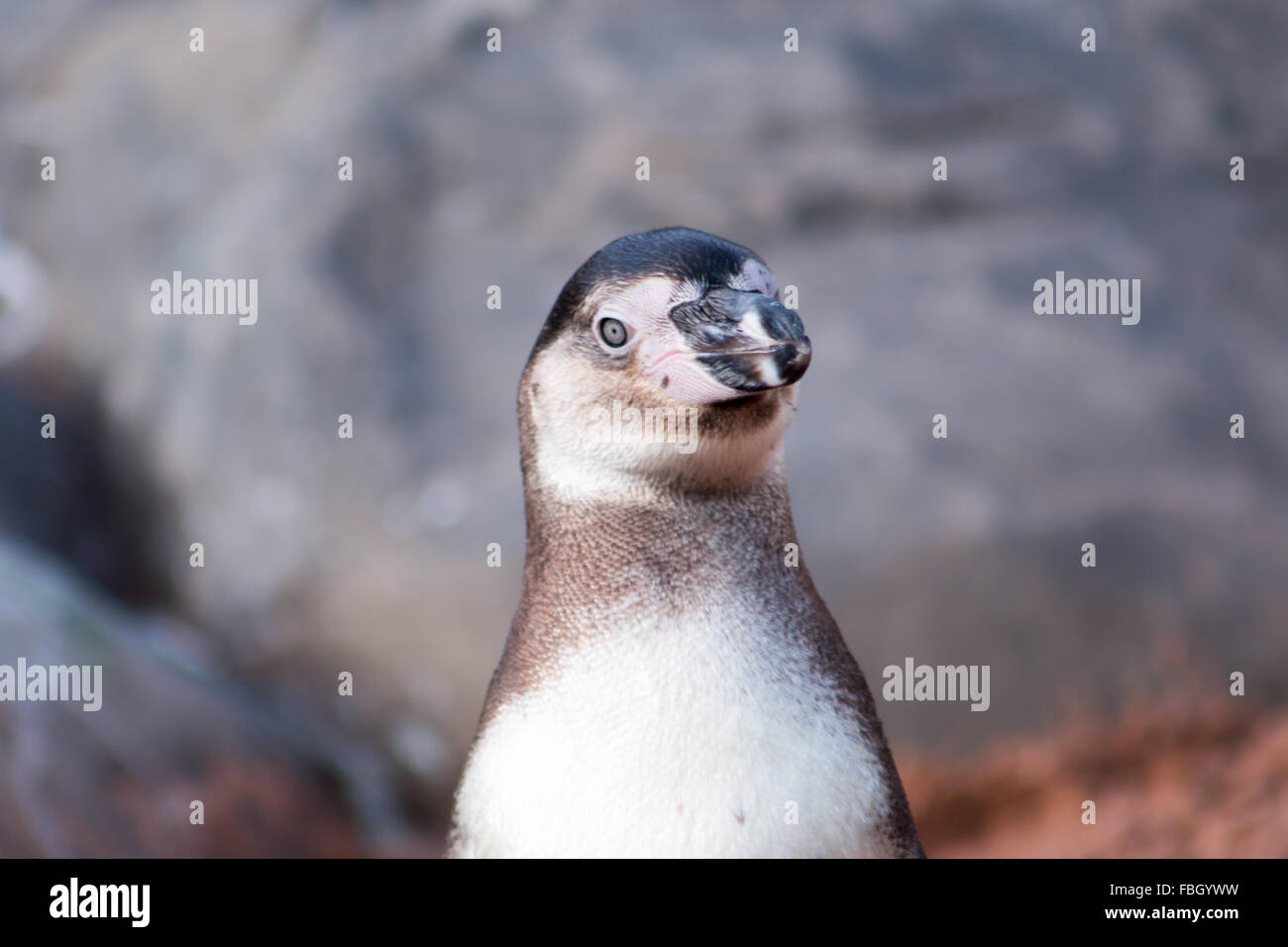 Humboldt penguin (Spheniscus humboldti), also known as Peruvian penguin ...