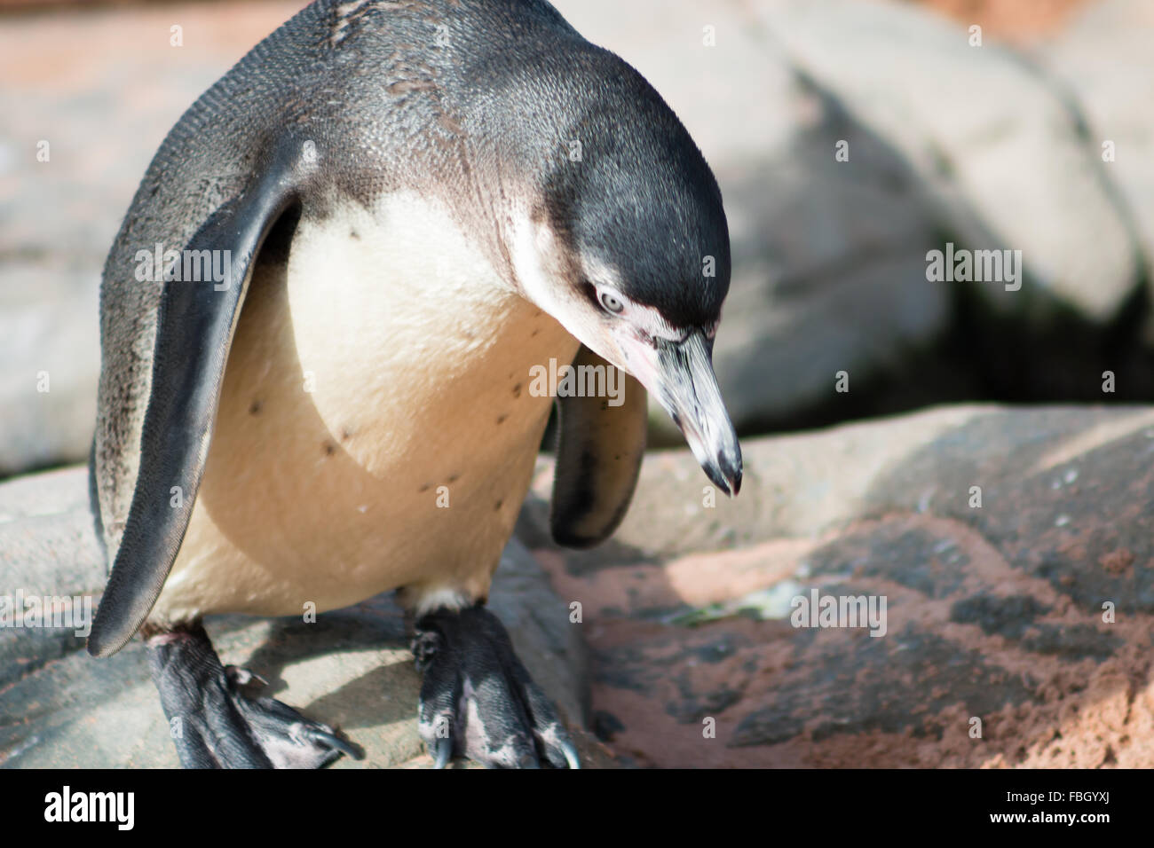 Nature peruvian penguin spheniscus humboldti endangered species ...