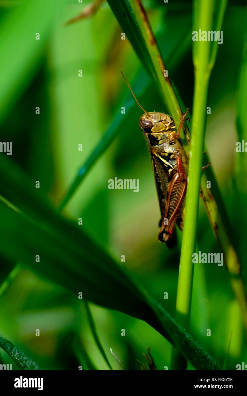 A grasshopper in some grass by a marsh Stock Photo - Alamy