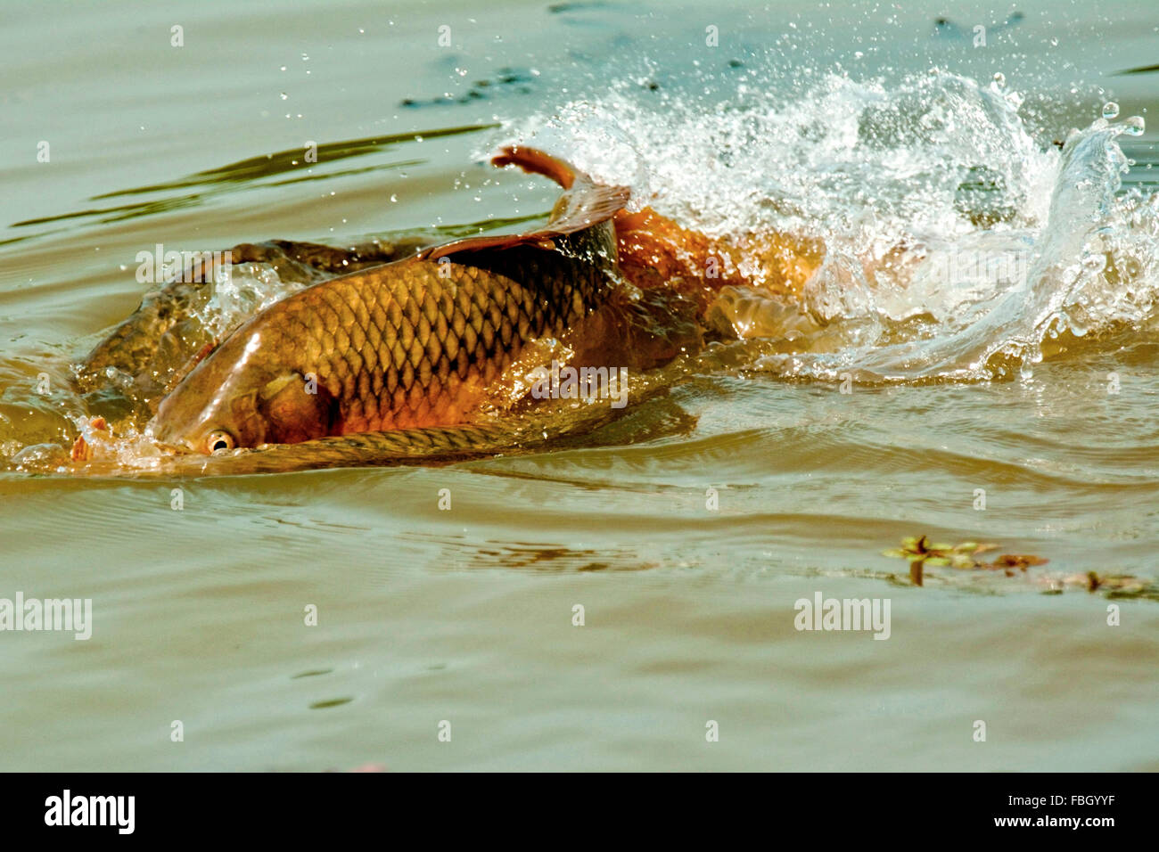 Two fish splashing in a spawning ritual Stock Photo - Alamy