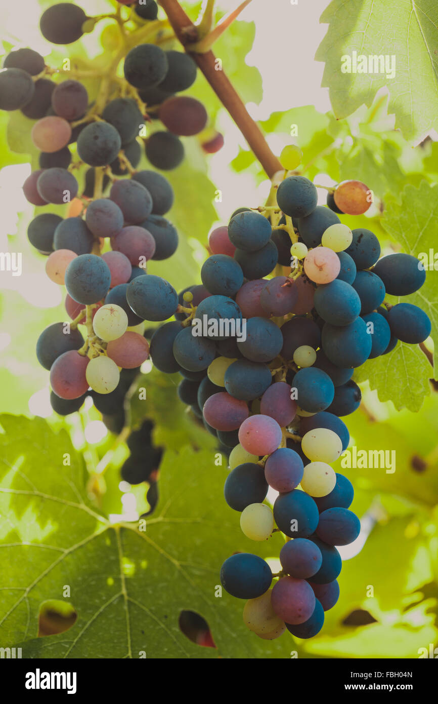 The Grapevine bush Stock Photo - Alamy