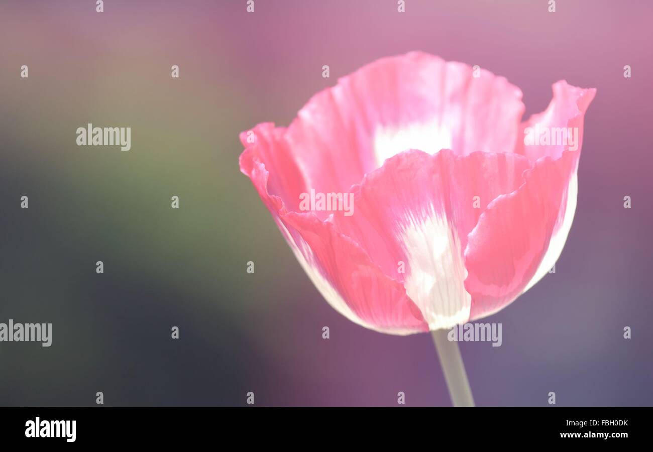poppy flower with flare light Stock Photo - Alamy