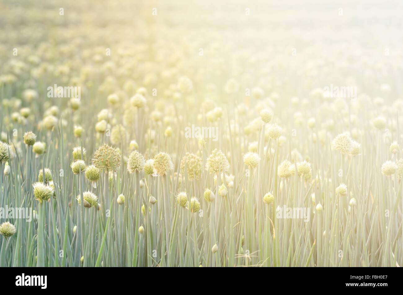 Onion field in bloom hi-res stock photography and images - Alamy