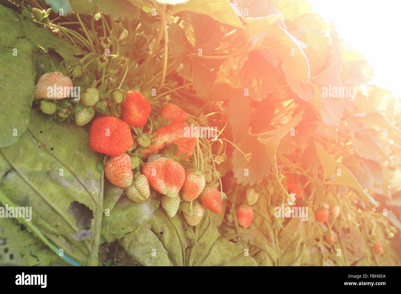 fresh strawberry on tree, with flare light Stock Photo - Alamy