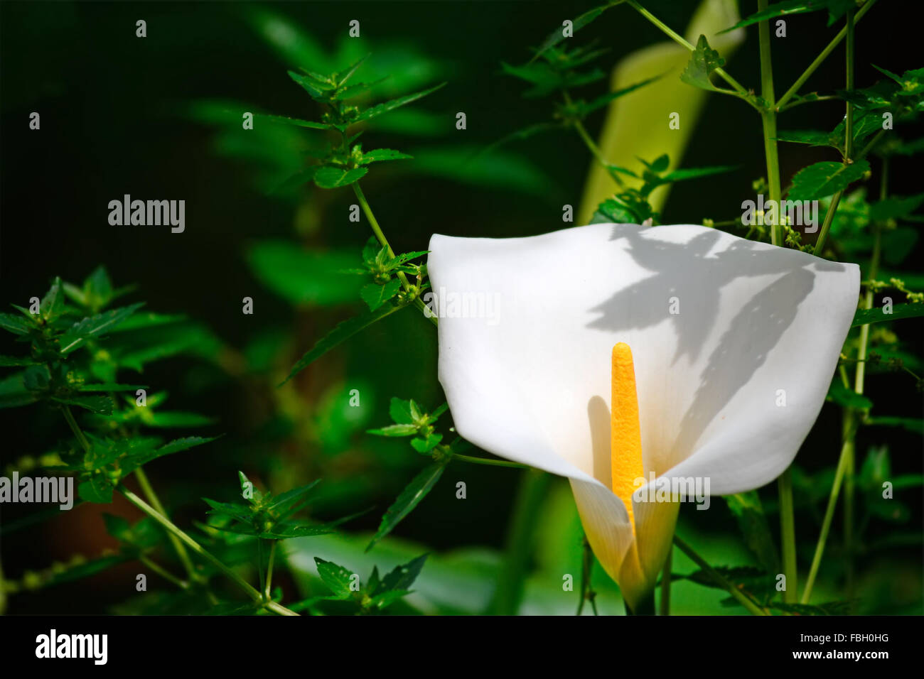 calla lily flowers in a garden Stock Photo - Alamy