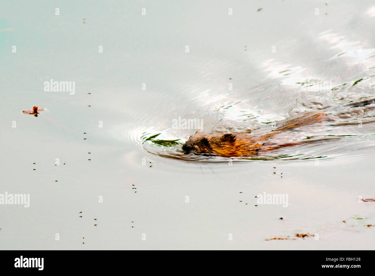 Muskrat swimming in a marsh Stock Photo - Alamy