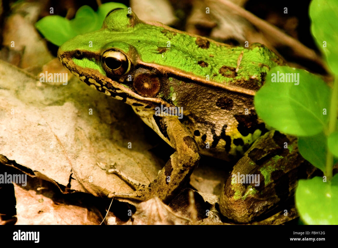 Lime Green Frog High Resolution Stock Photography and Images - Alamy