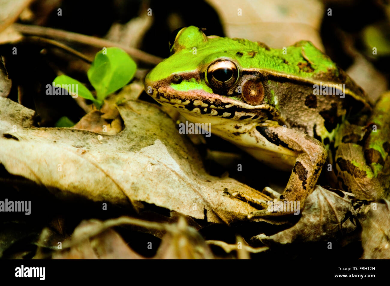 Lime green frog hi-res stock photography and images - Alamy
