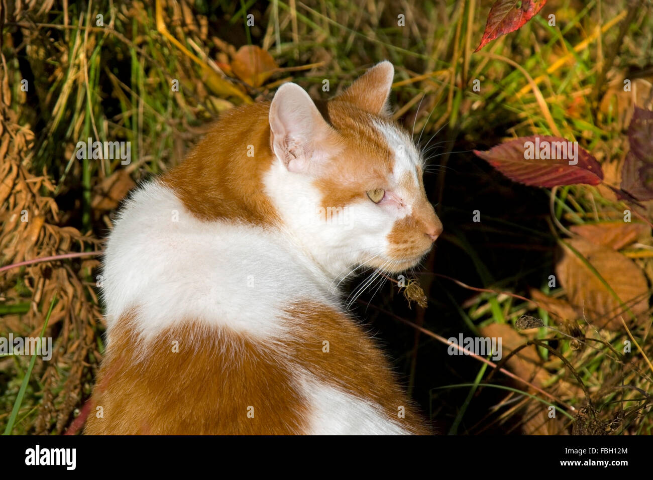 Rust-orange and white feral alley cat close up Stock Photo - Alamy