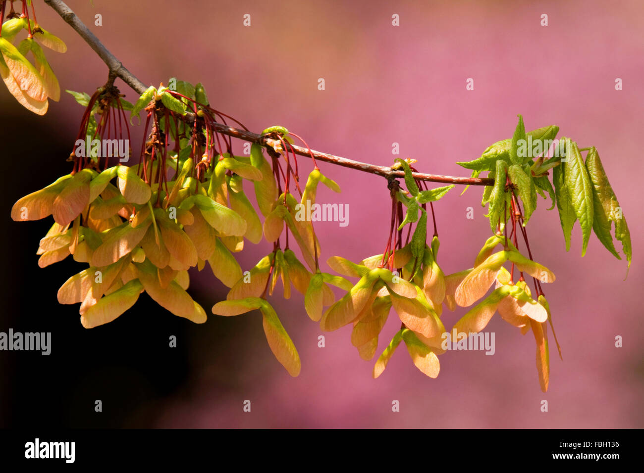 Maple seeds hanging from a branch in springtime with a warm, pink ...