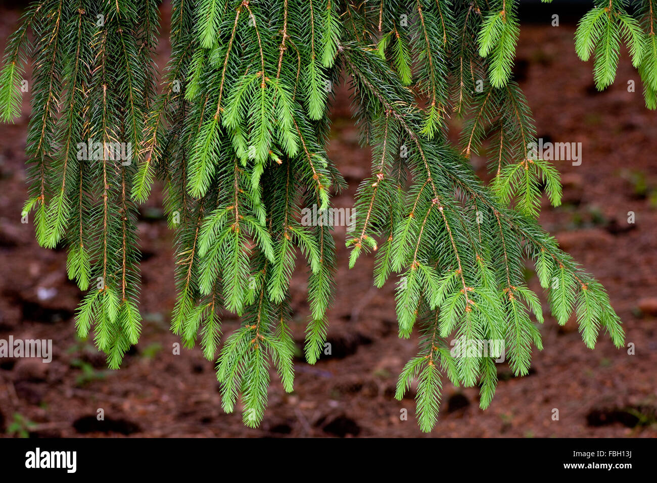 Bows of a pine tree Stock Photo - Alamy