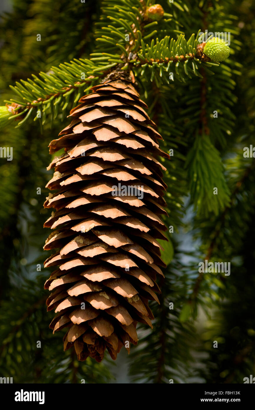 A single pine cone hanging from the tree with new buds of future cones ...